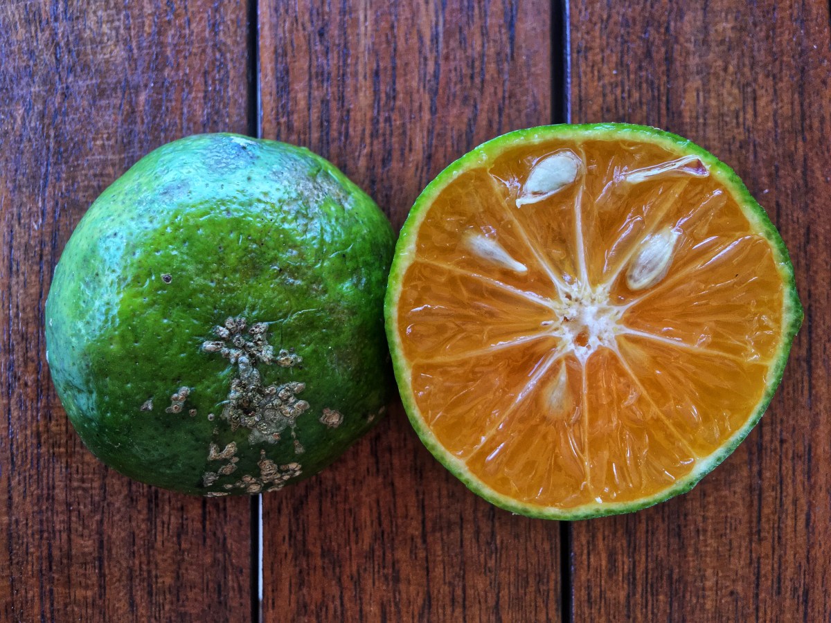 #26: Limón mandarina – Chortles and Harrumphs